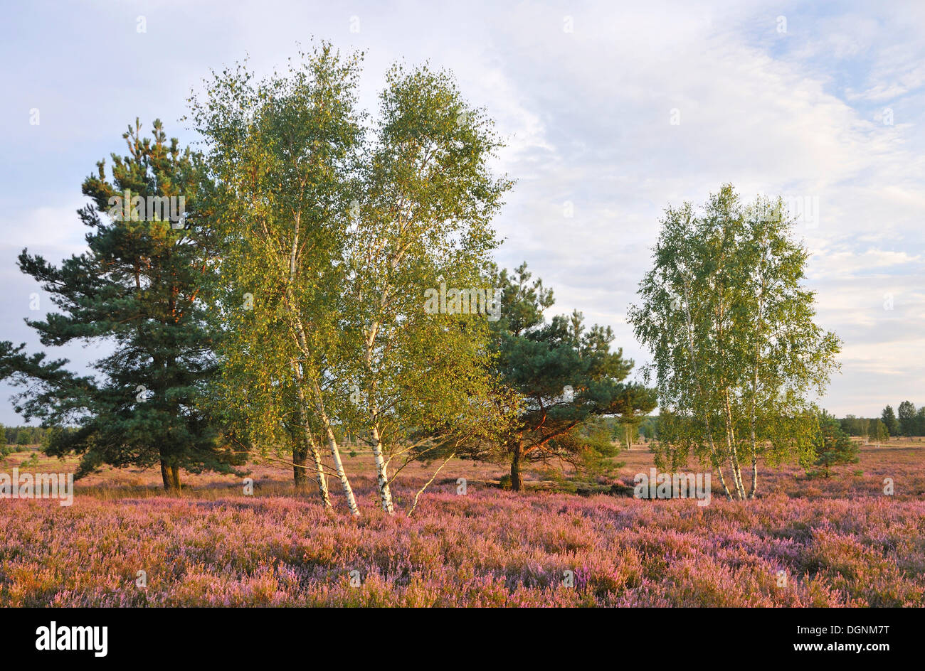 Heath area on a former military training area, Lower Lusatian Heath ...
