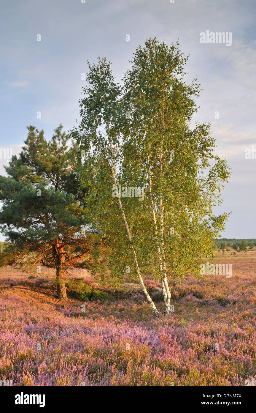 Heath area on a former military training area, Lower Lusatian Heath ...