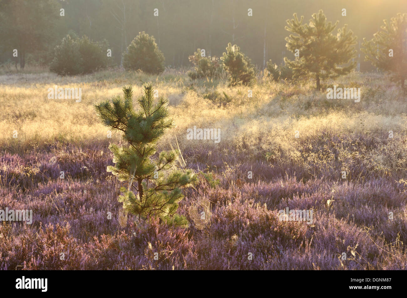 Heath area on a former military training area, Lower Lusatian Heath ...