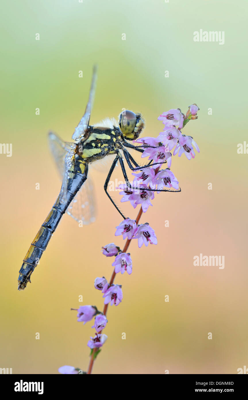Black Darter (Sympetrum danae) dragonfly, Lower Lusatian Heath Nature ...