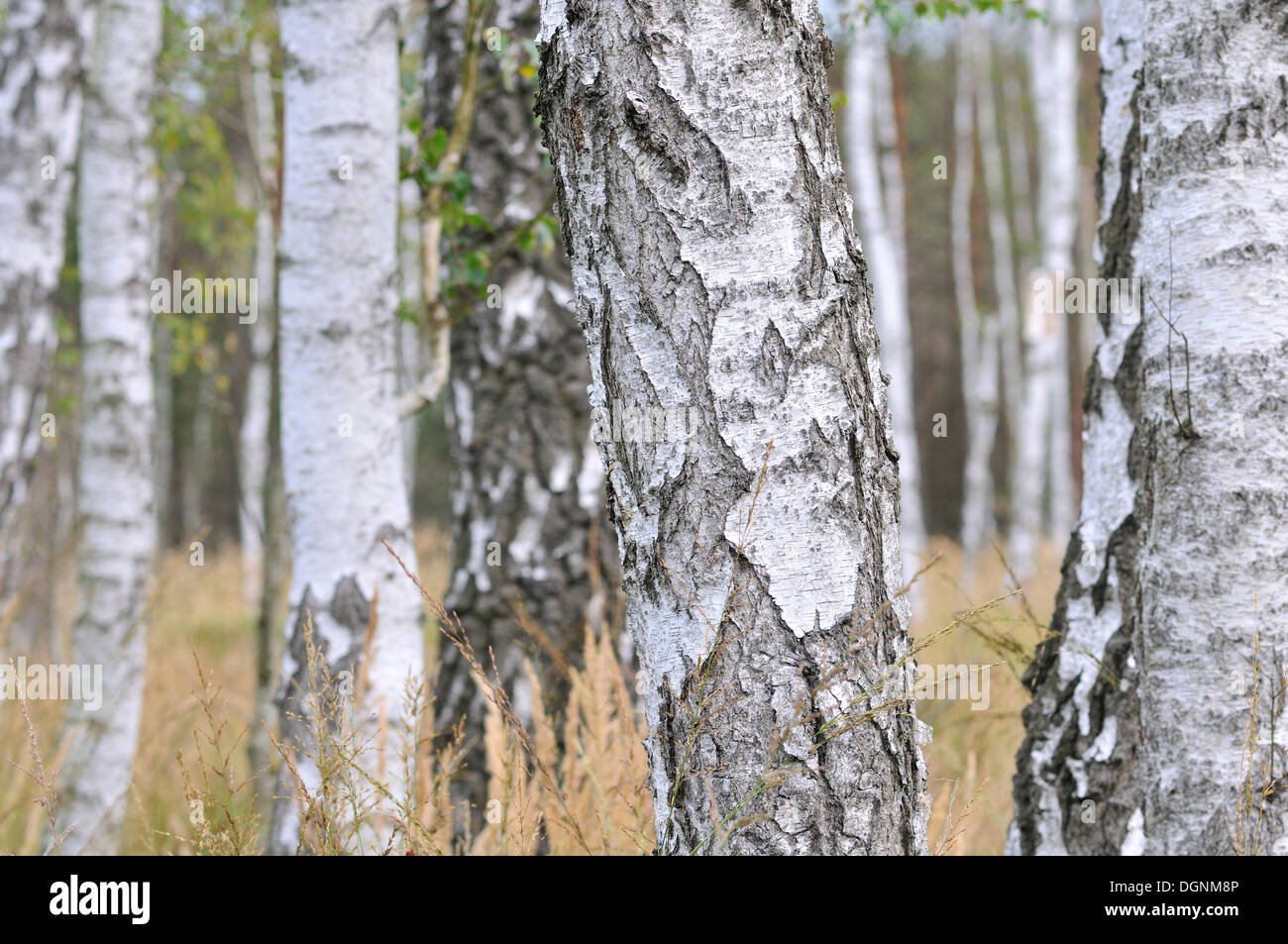 Birch (Betula) trees in a wetland, Lower Lusatian Heath Nature Park ...