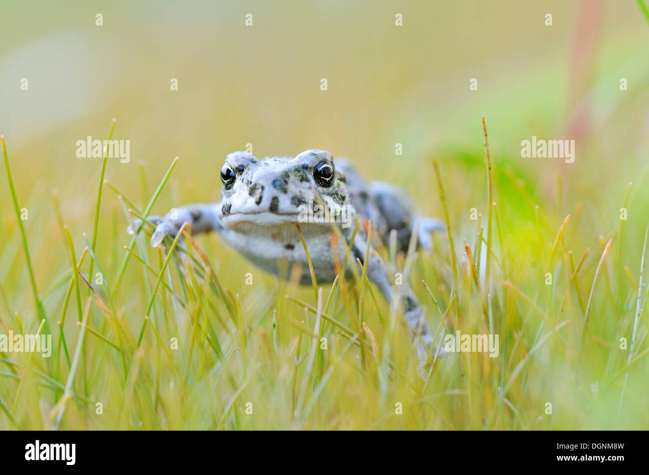 Juvenile Green Toad (Bufo viridis complex) in a gravel pit near Leipzig ...