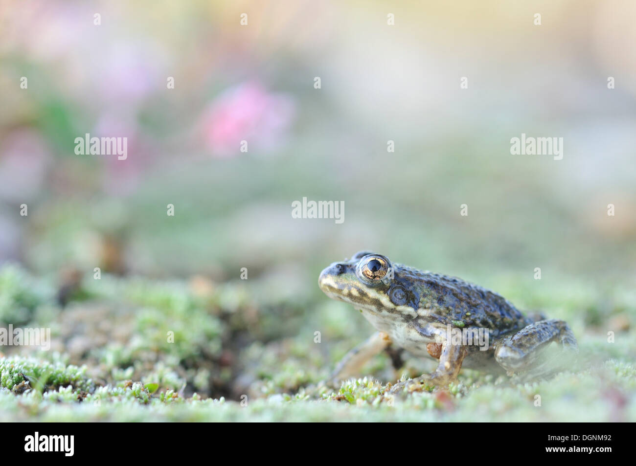 Juvenile Pond Frog (Pelophylax kl. Esculentus, Pelophylax esculentus ...