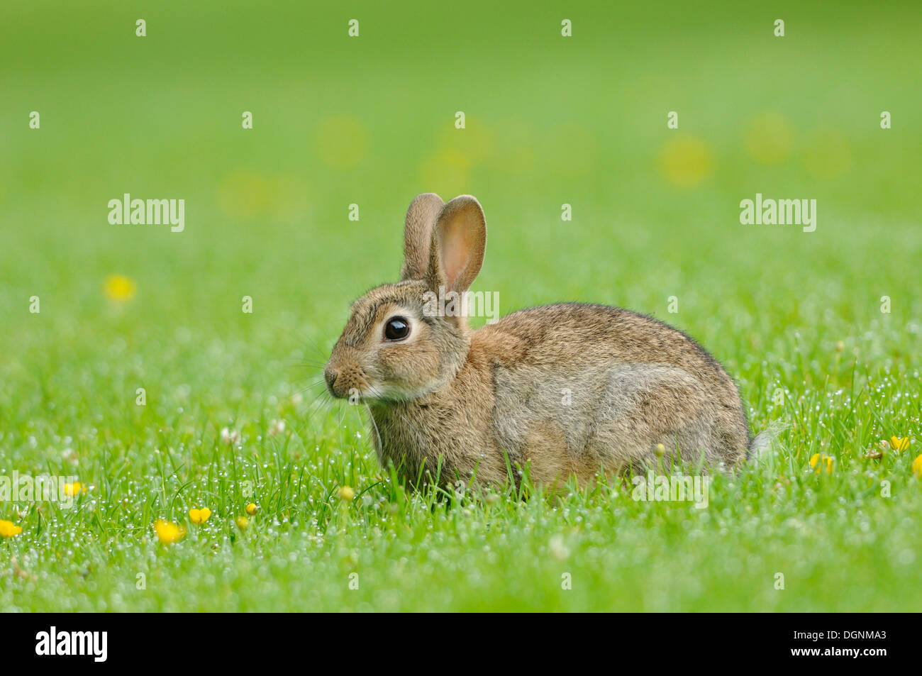British bunnies hi-res stock photography and images - Alamy