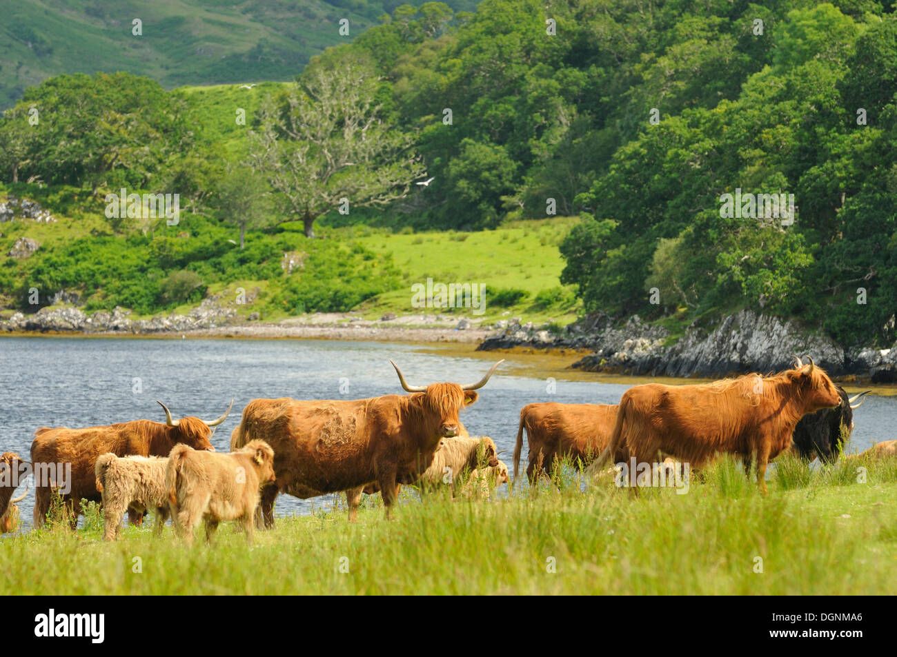Scottish animals hi-res stock photography and images - Alamy