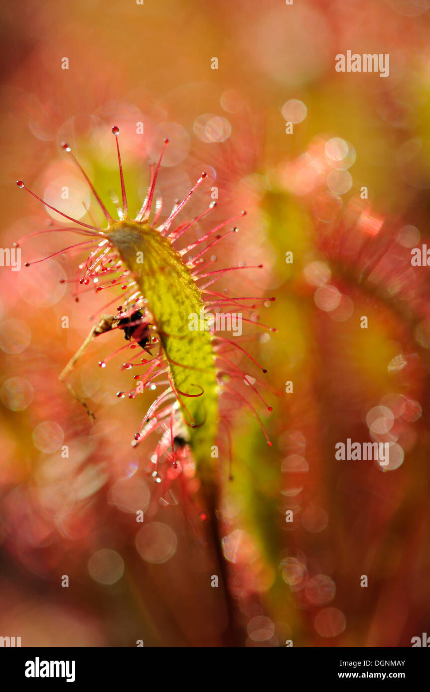 Great sundew plants hi-res stock photography and images - Alamy