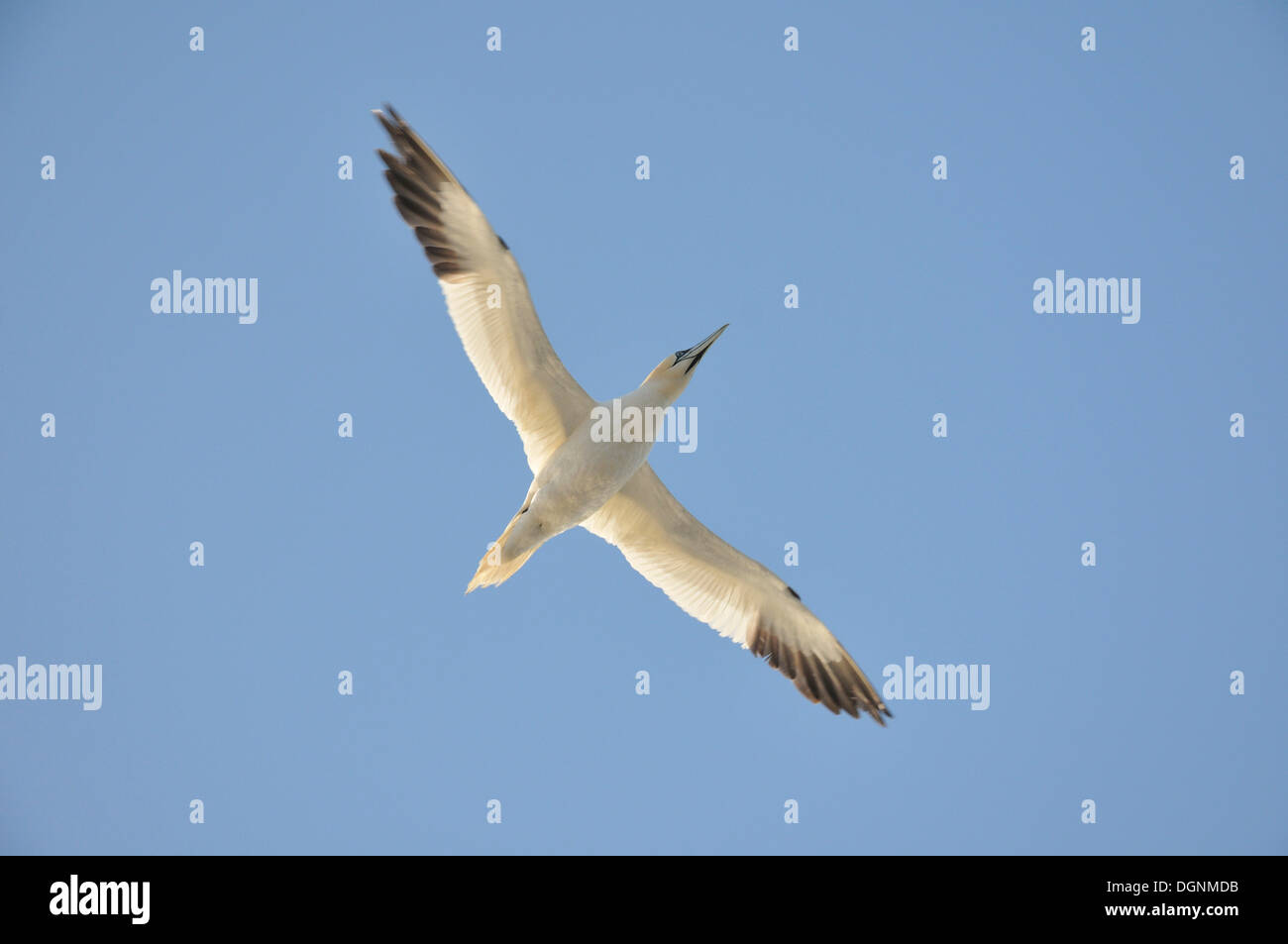 Northern Gannet (Morus bassanus) in flight, Bass Rock, Dunbar, Scotland ...