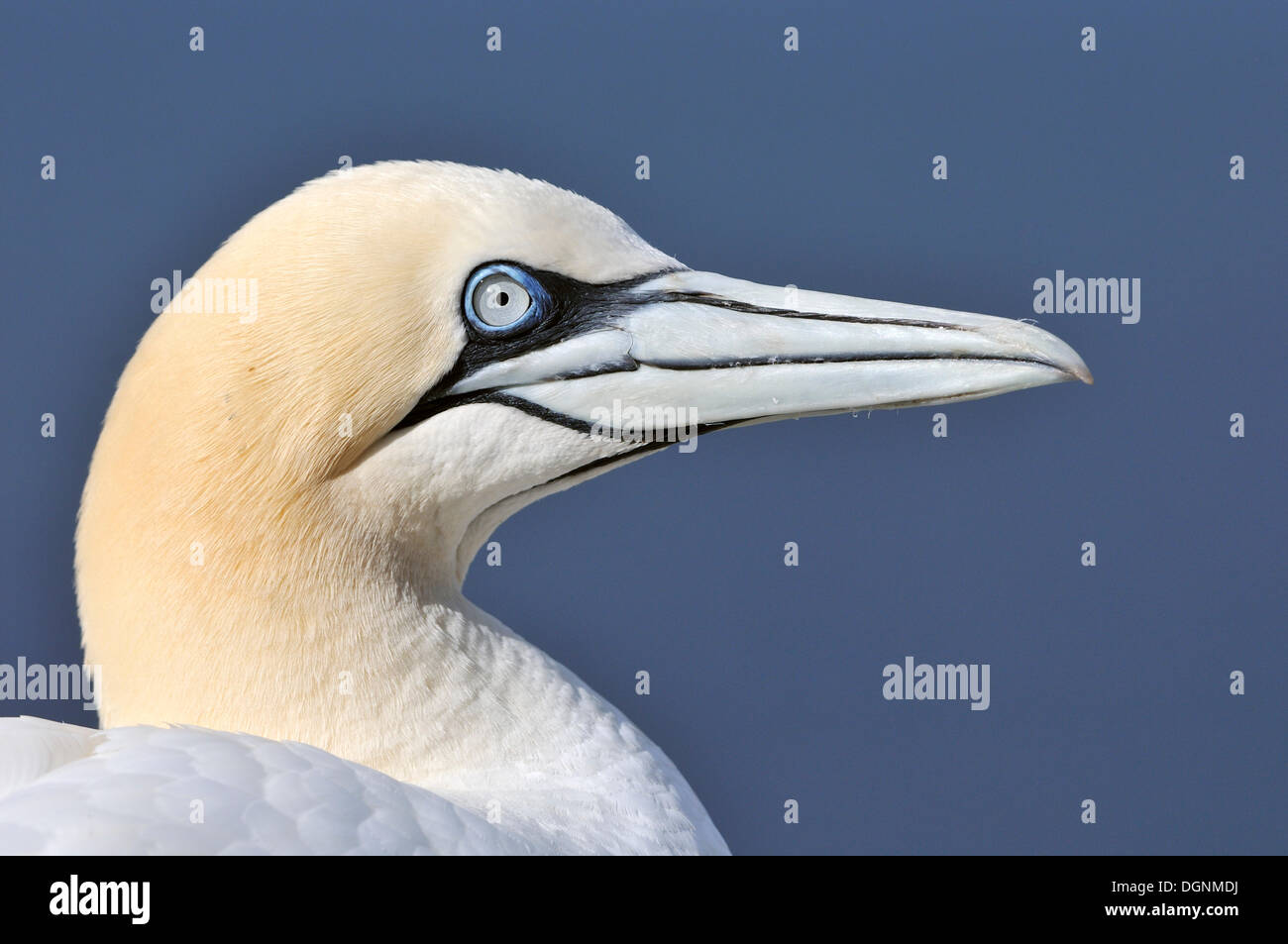 Northern Gannet (Morus bassanus), portrait, Bass Rock, Dunbar, Scotland ...