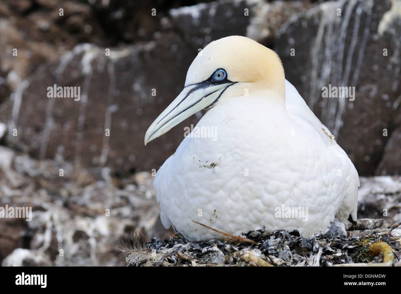 Bass rock nest site hi-res stock photography and images - Alamy