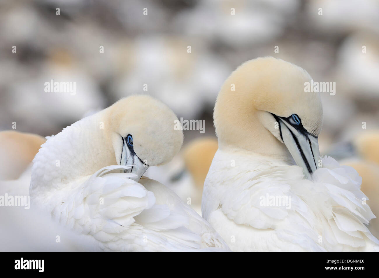Seabirds wildlife bass rock gannets hi-res stock photography and images ...