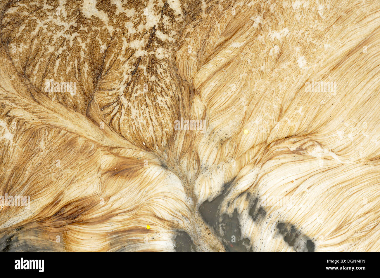 Algae foam hi-res stock photography and images - Alamy