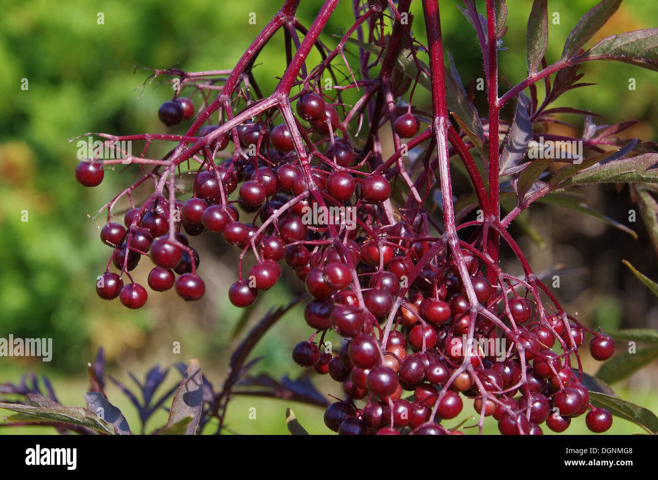 Holunder - elder 38 Stock Photo - Alamy