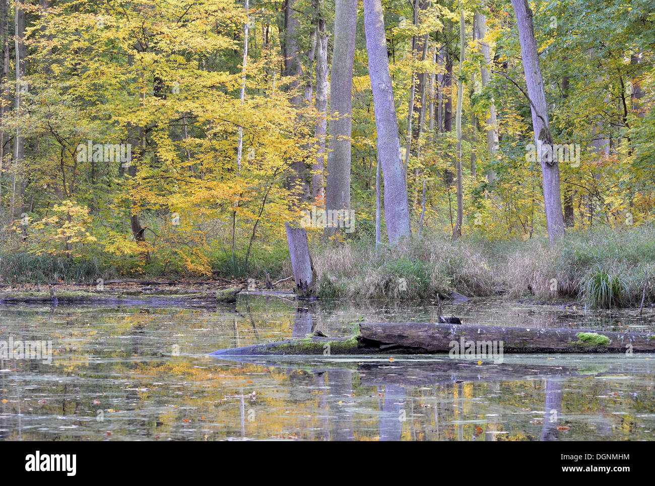 Forest lake in autumn, Leipzig, Saxony, Germany Stock Photo - Alamy