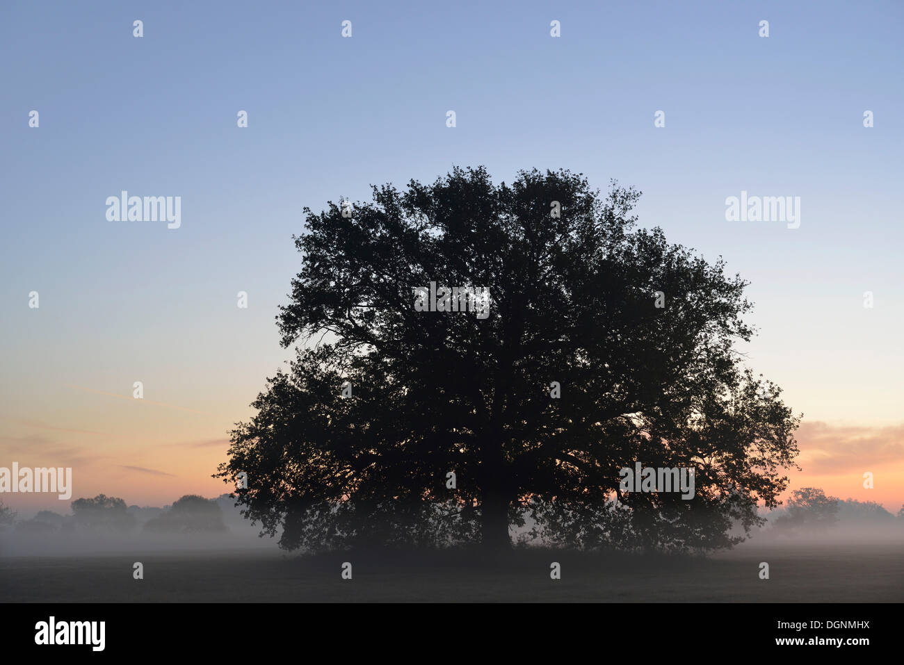 Solitary oak tree in the morning mist, meadow landscape at sunrise ...