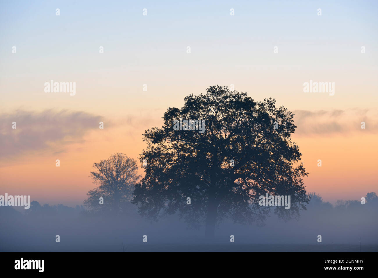 Solitary oak tree in the morning mist, meadow landscape at sunrise ...