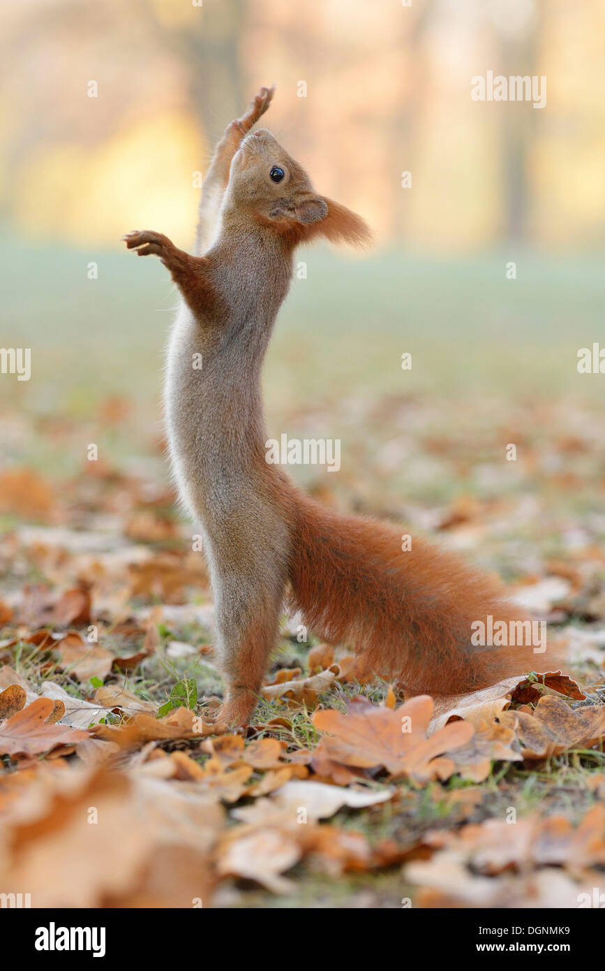 Squirrel (Sciurus vulgaris) standing on its hind legs, stretching ...