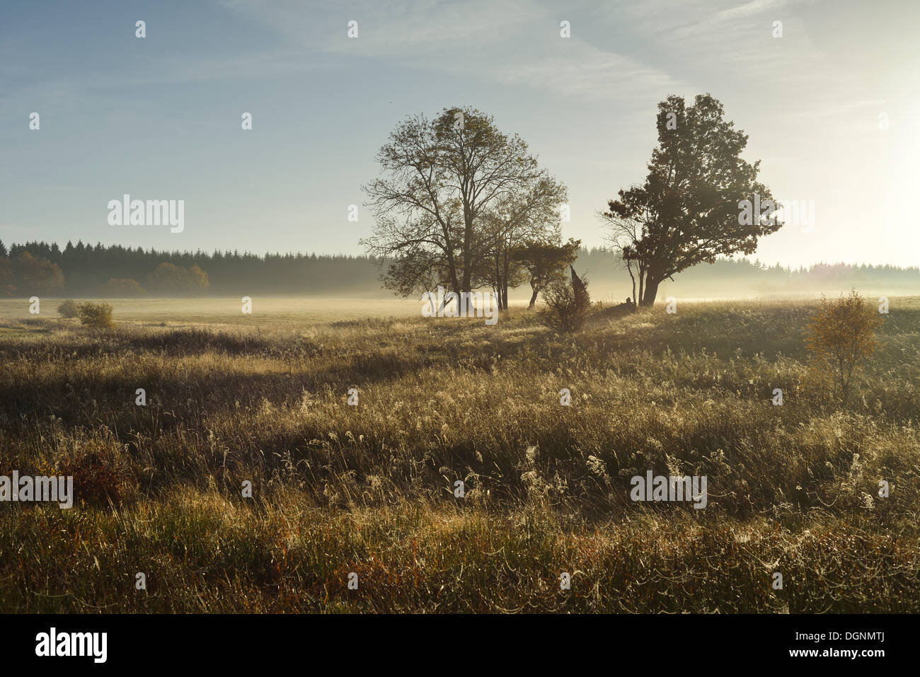 Open landscape with a few trees and shrubs in the morning light, Stiege ...