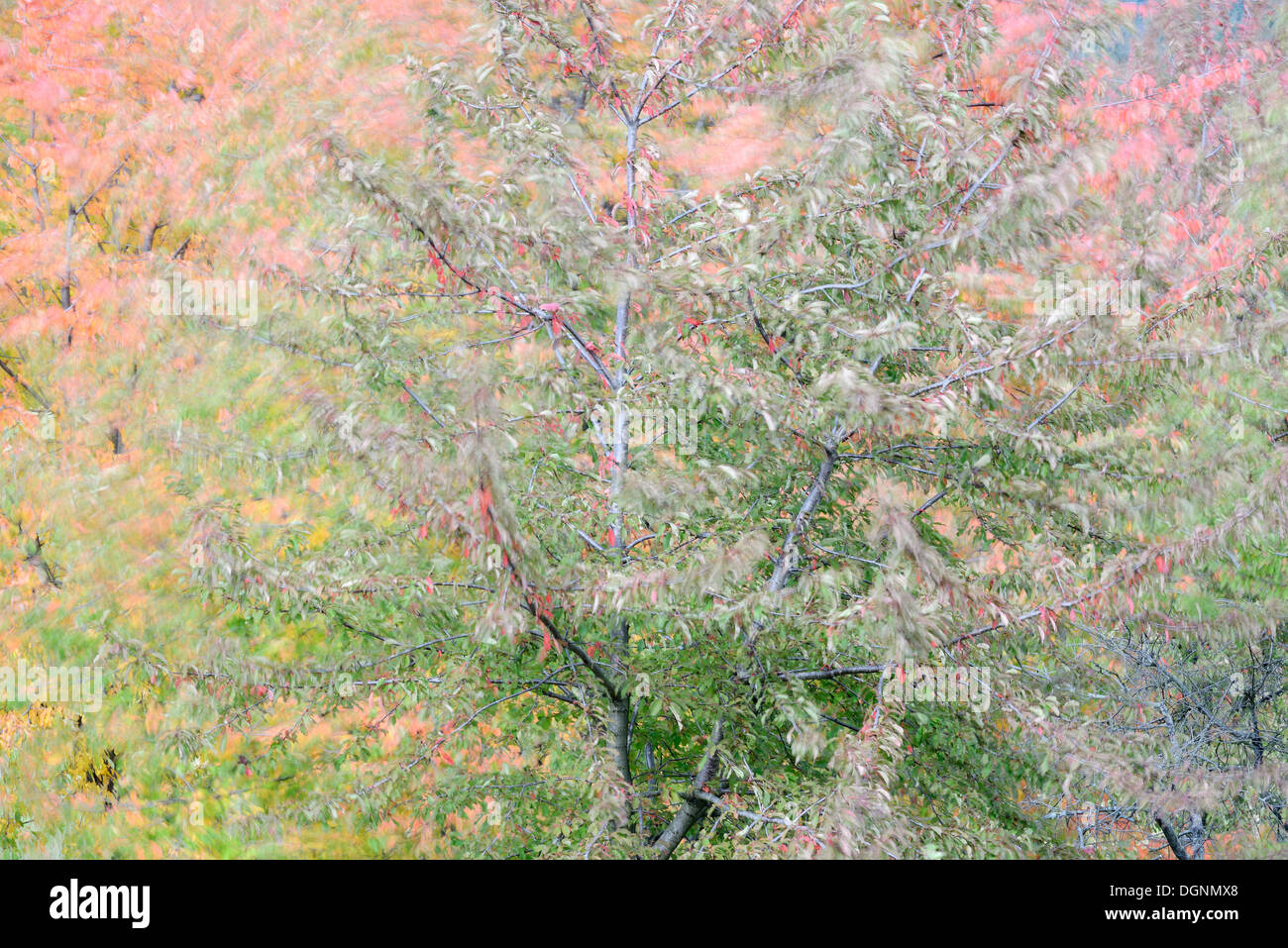 Autumn coloured Cherry Trees (Prunus sp.), Thale, Saxony-Anhalt ...