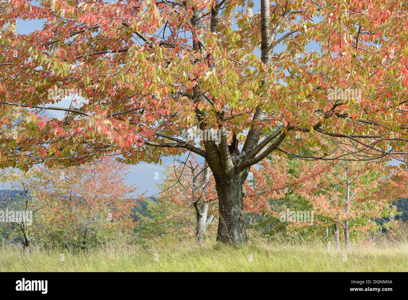 Autumn coloured Cherry Tree (Prunus sp.), Thale, Saxony-Anhalt, Germany ...
