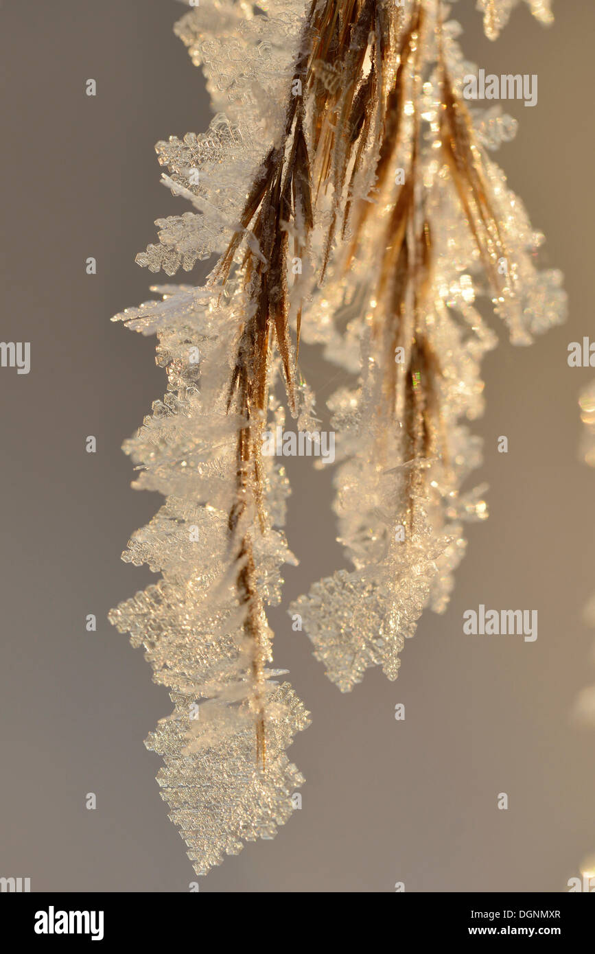 Thick layer of ice crystals on dried grass, Uhyst, Saxony, Germany ...