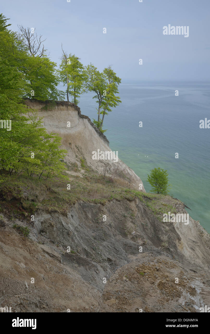 Ocean growing trees hi-res stock photography and images - Alamy