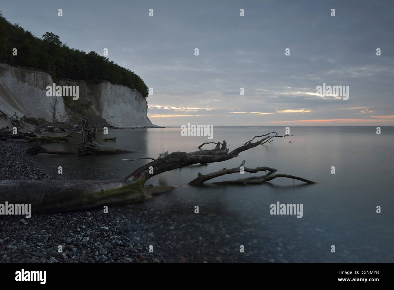 Steep coast with chalk cliffs at sunrise, broken tree stump in the ...