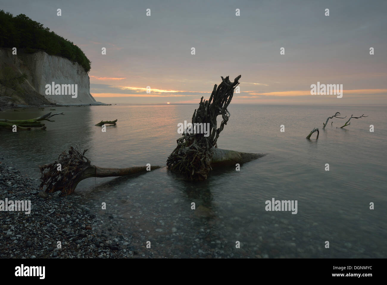 Steep coast with chalk cliffs at sunrise, broken tree stump in the ...