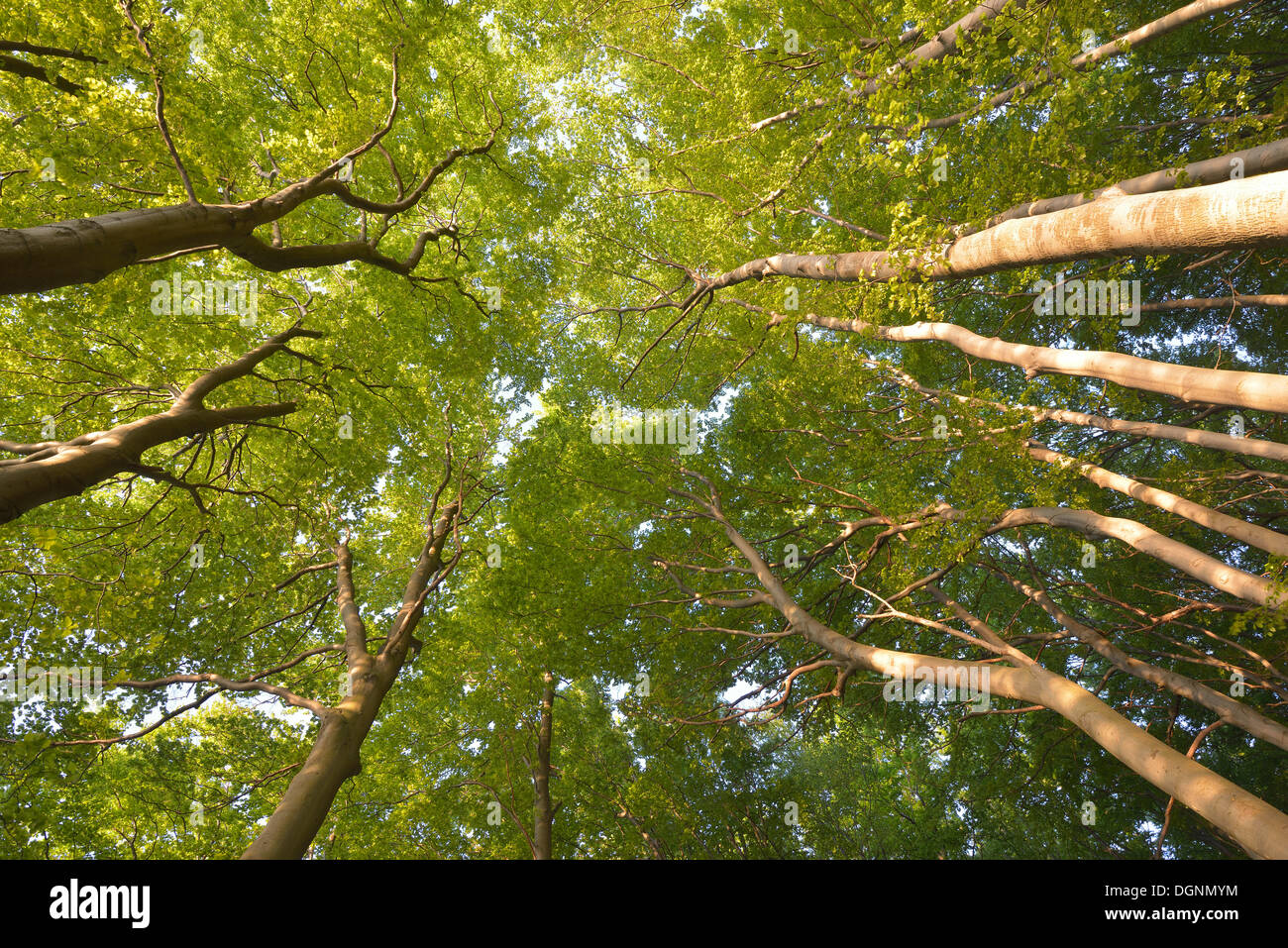 Canopy of Beeches (Fagus sylvatica), beech forest in the morning light ...