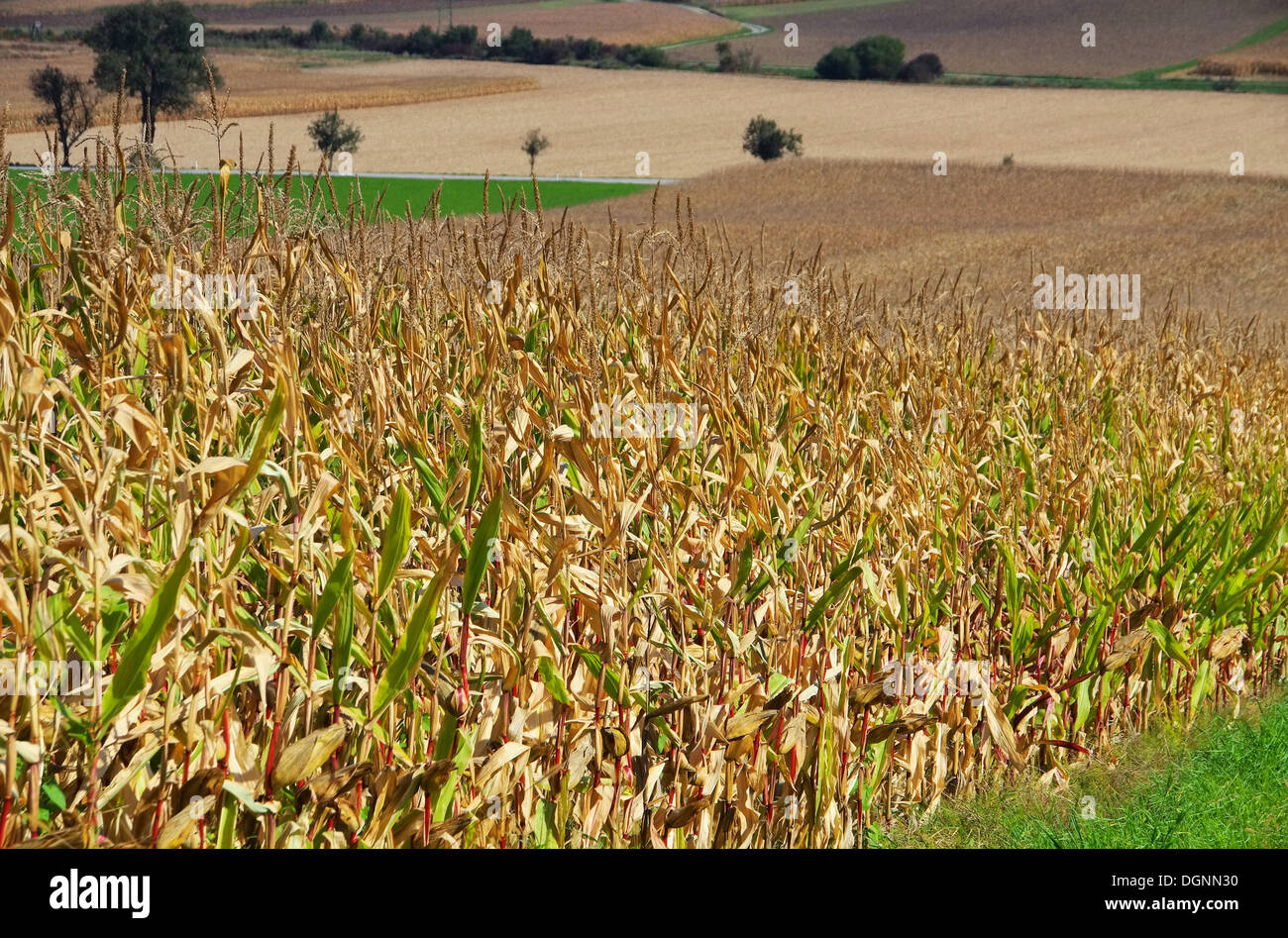 Sweet corn field hi-res stock photography and images - Alamy