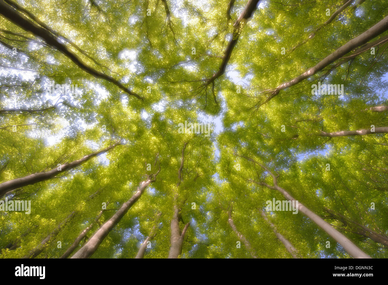 Canopy of Beeches (Fagus sylvatica), beech forest in the morning light ...