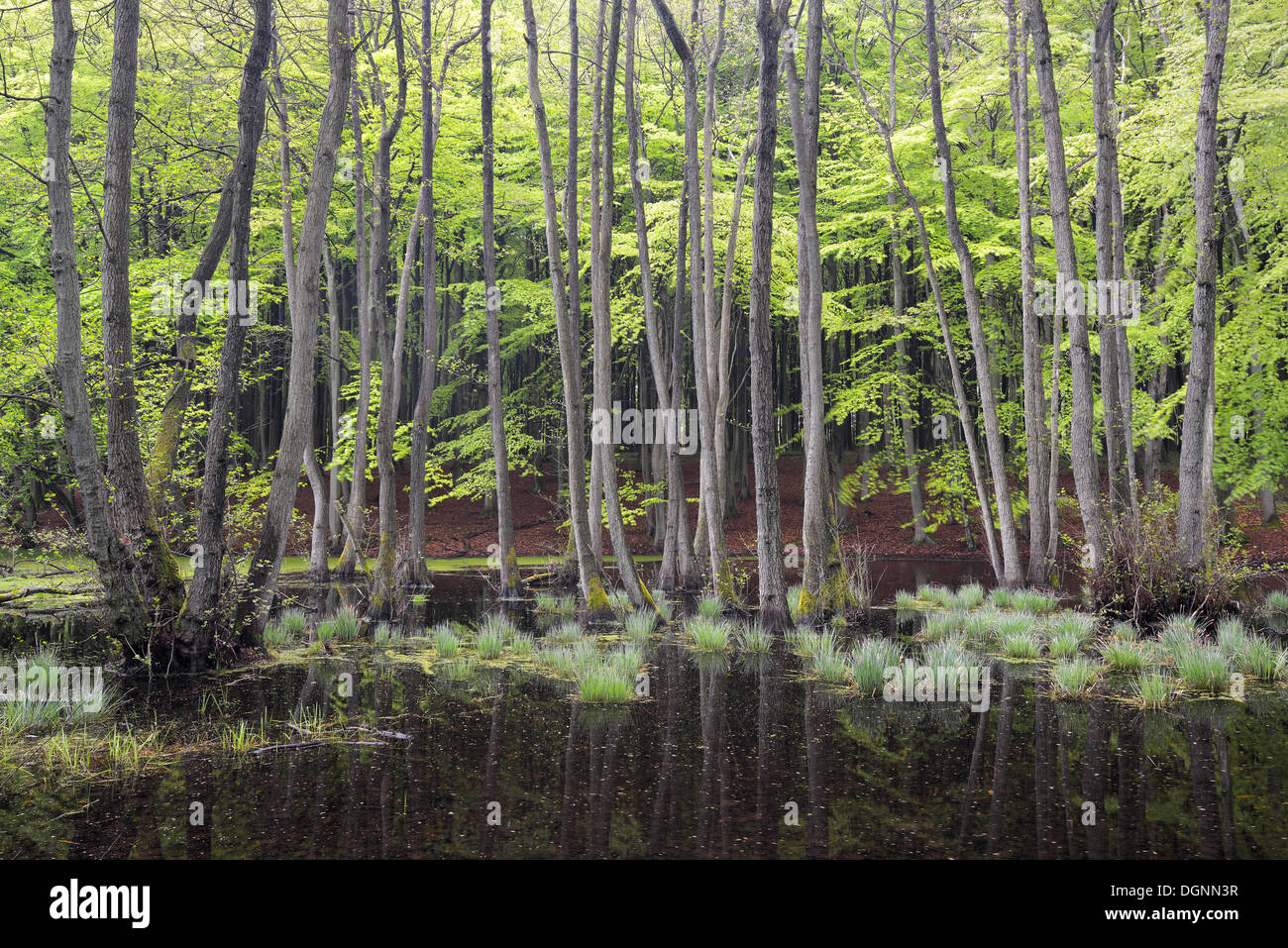 Swamp trees hi-res stock photography and images - Alamy