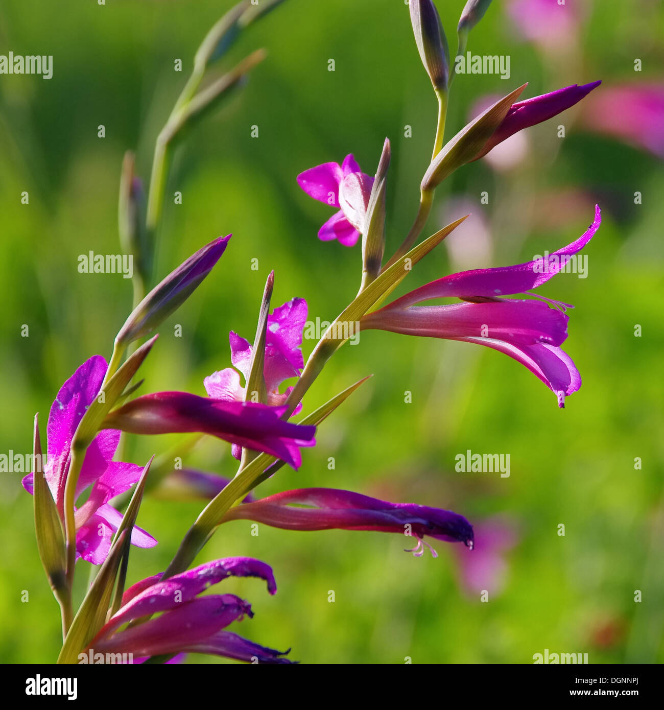 Wilde orchidee hi-res stock photography and images - Alamy