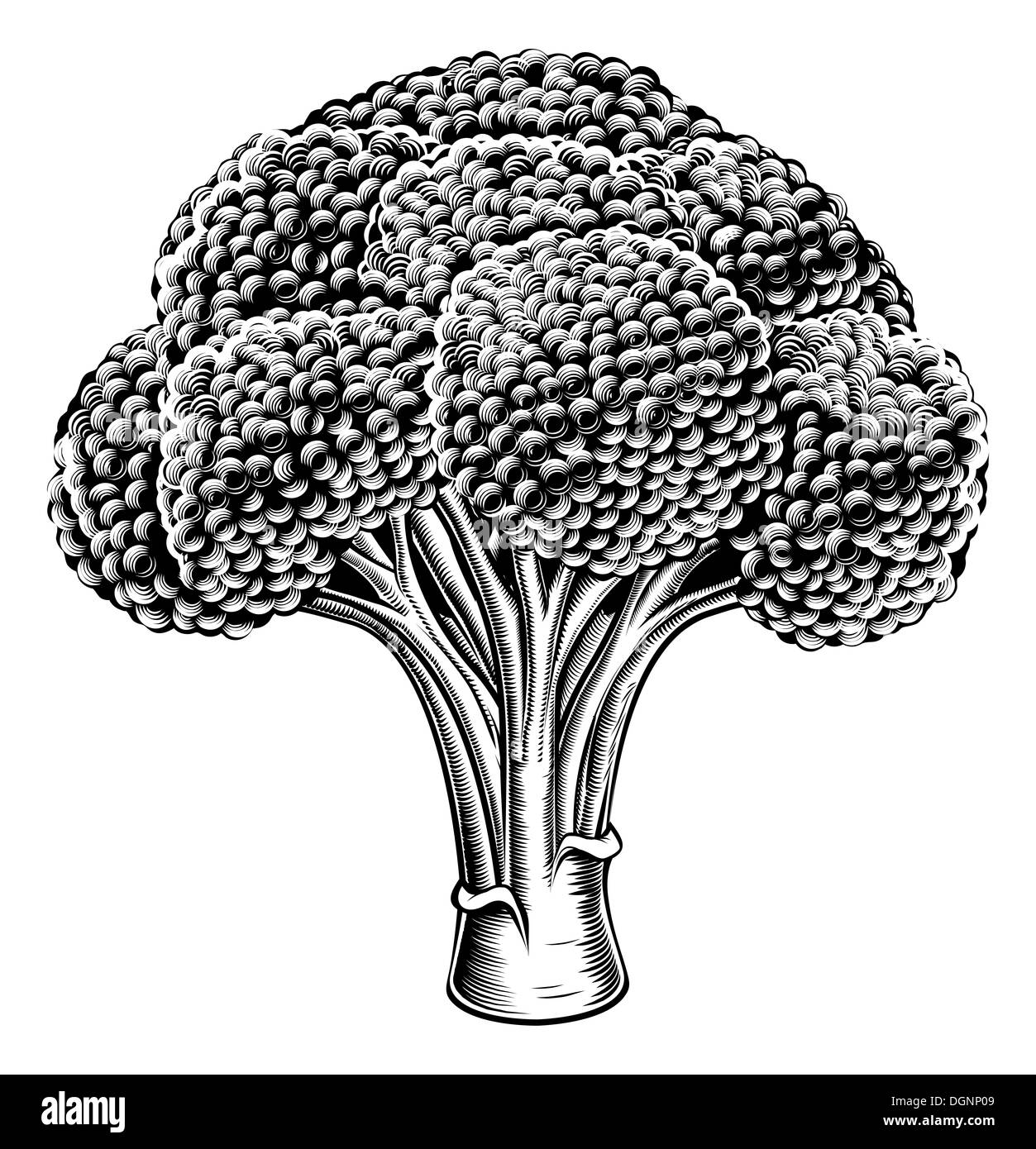 A vintage retro woodcut print or etching style broccoli illustration ...
