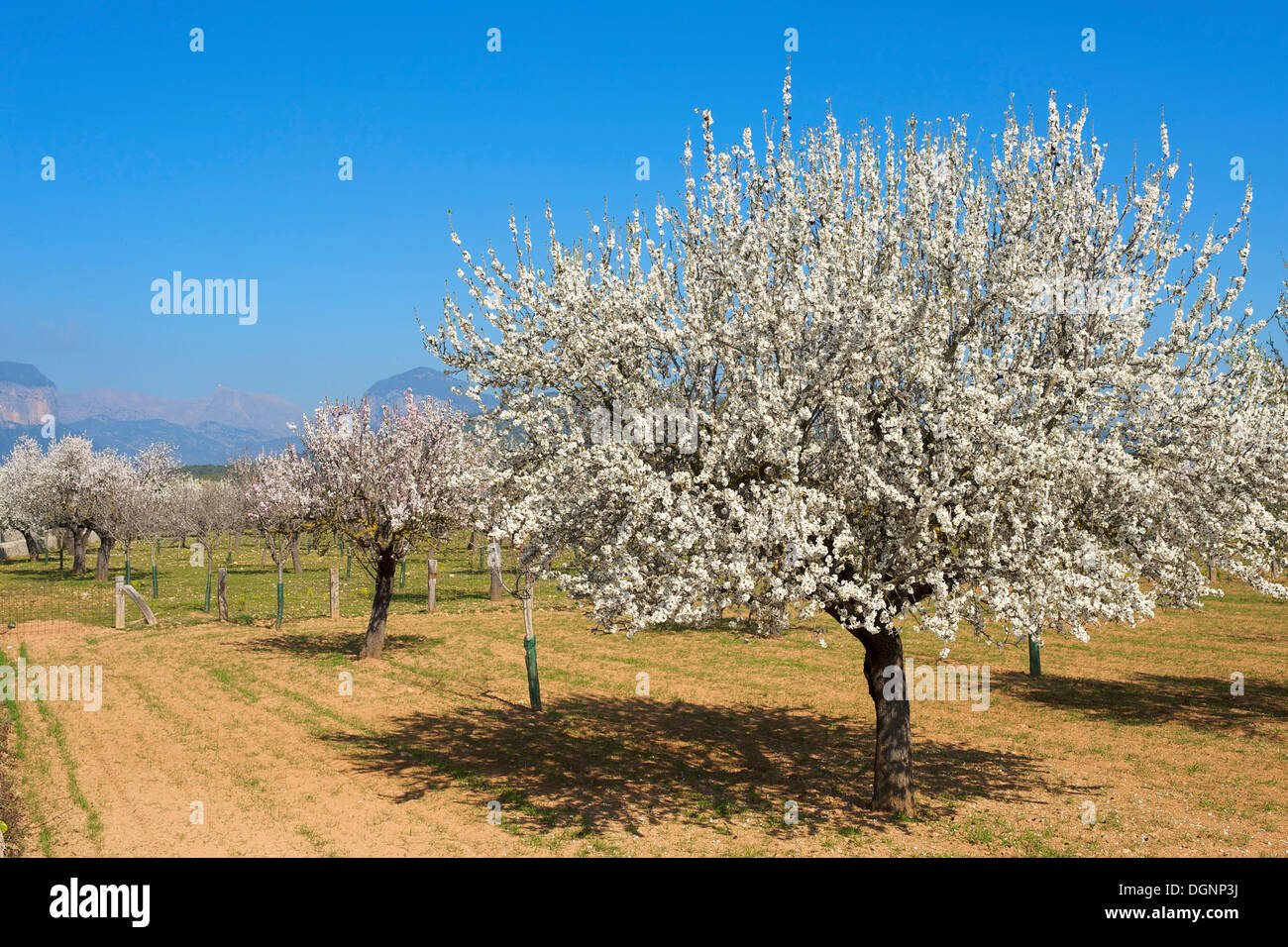 Orchard in spain hi-res stock photography and images - Alamy