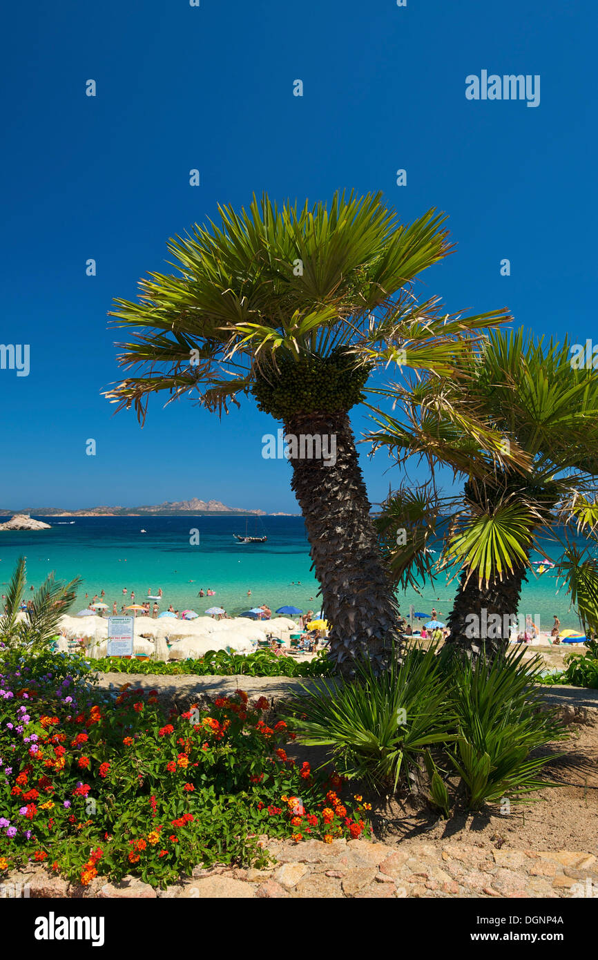Palm trees on the beach, Baia Sardinia, Sardinia, Italy, Europe Stock ...