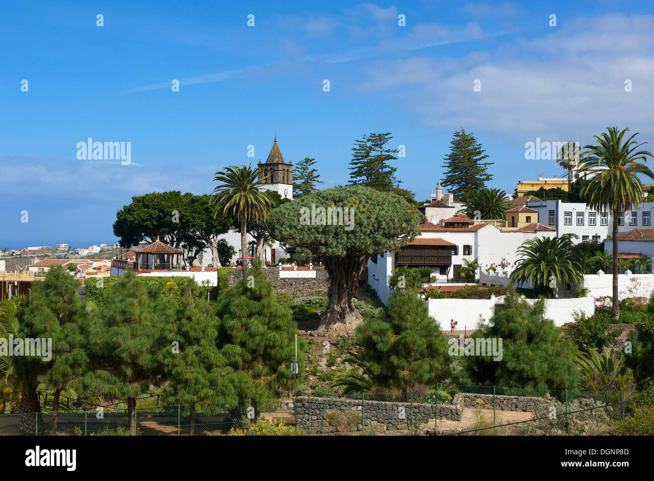 Dragon tree in Icod, Tenerife, Canary Islands, Spain, Europe Stock ...