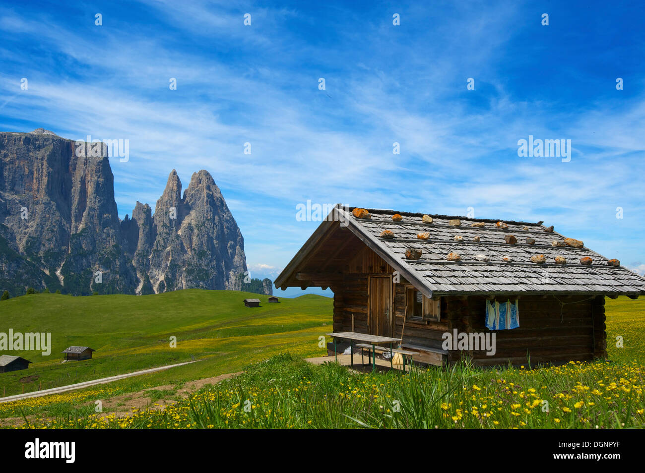 Alpine meadows on the Alpe di Siusi with Sciliar Mountain, Seiser Alm ...
