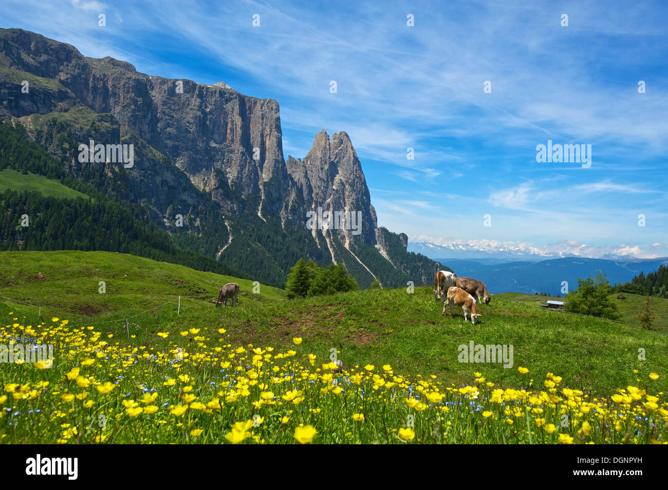 Blooming alpine meadows and cattle on the Alpe di Siusi with Sciliar ...