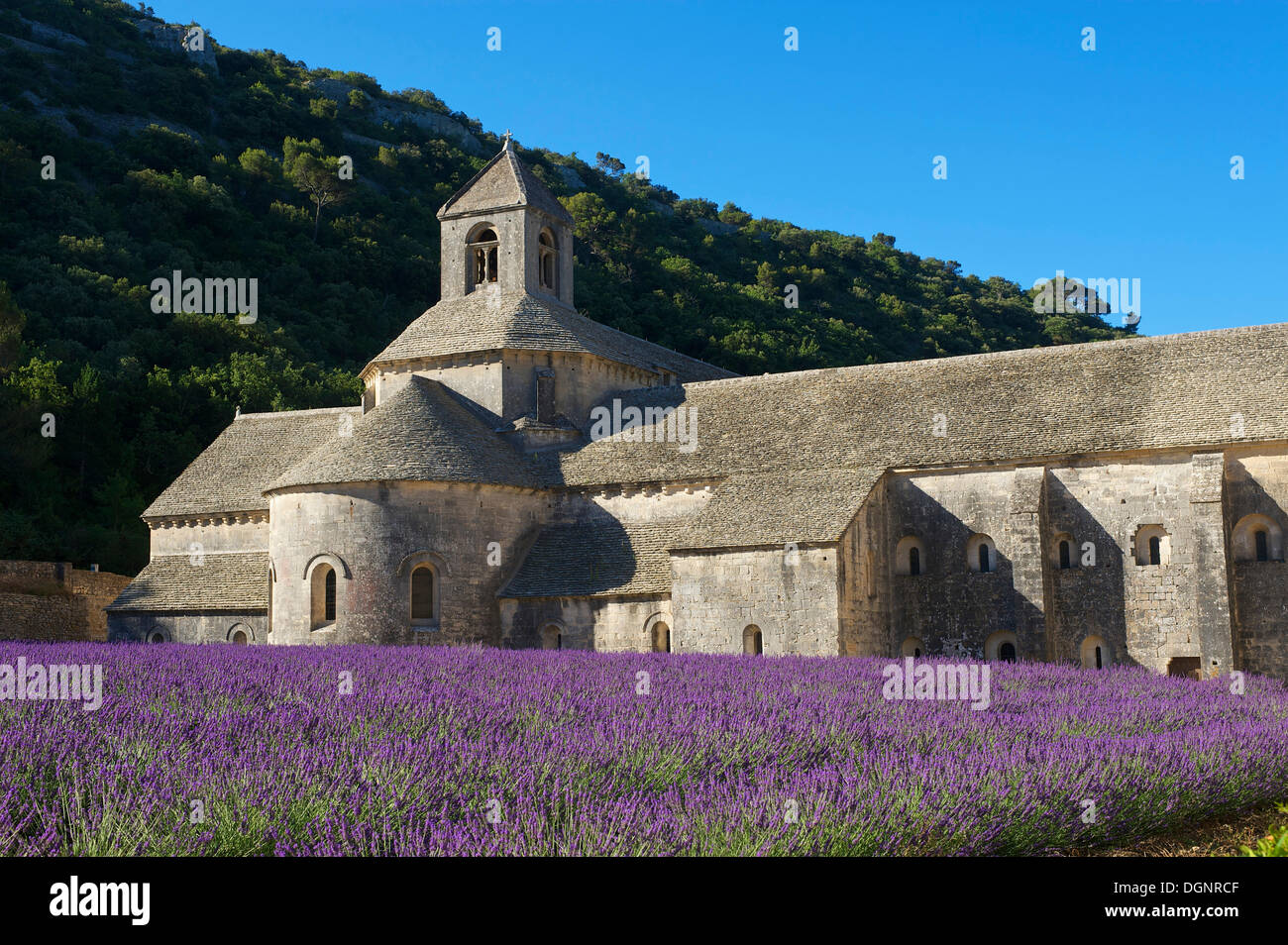 Sénanque Abbey, Cistercian abbey, Abbaye de Senanque with a lavender ...
