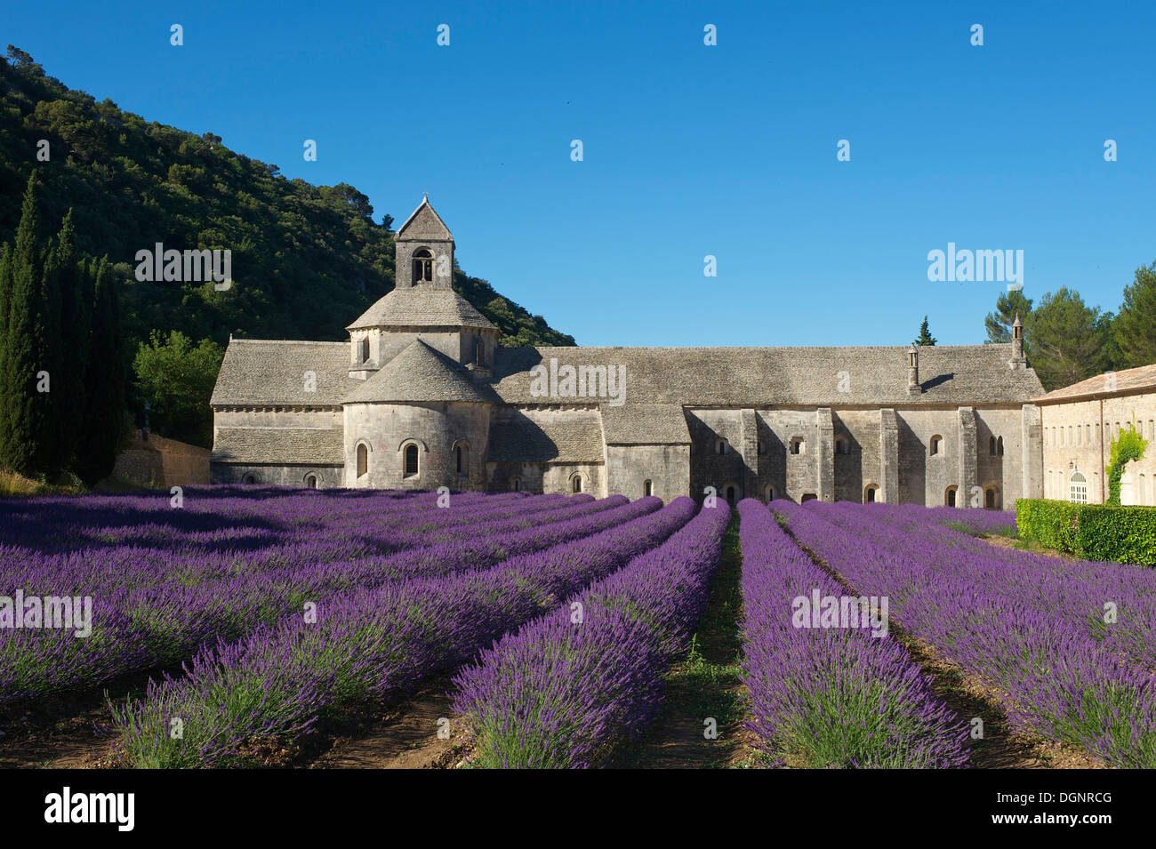 Senanque abbey and a lavender field hi-res stock photography and images ...