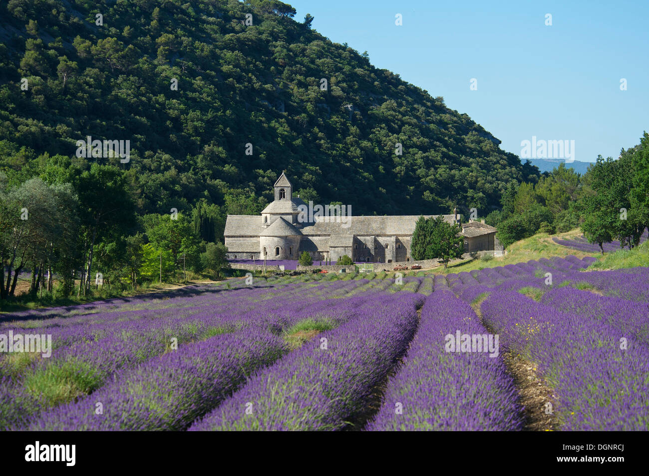 Abbaye de senanque hi-res stock photography and images - Alamy