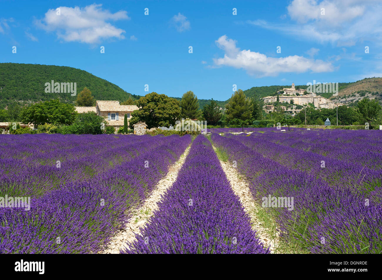 View over a lavender field towards the village, Banon, Provence, Region ...