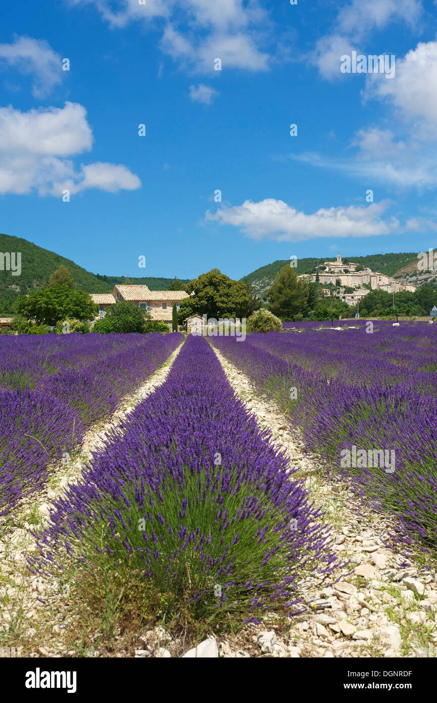 View over a lavender field towards the village, Banon, Provence, Region ...