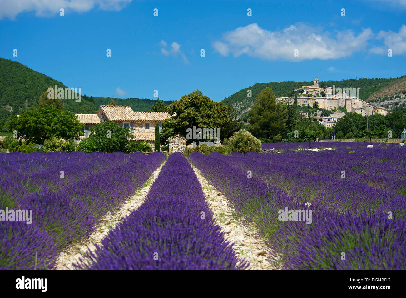 View over a lavender field towards the village, Banon, Provence, Region ...