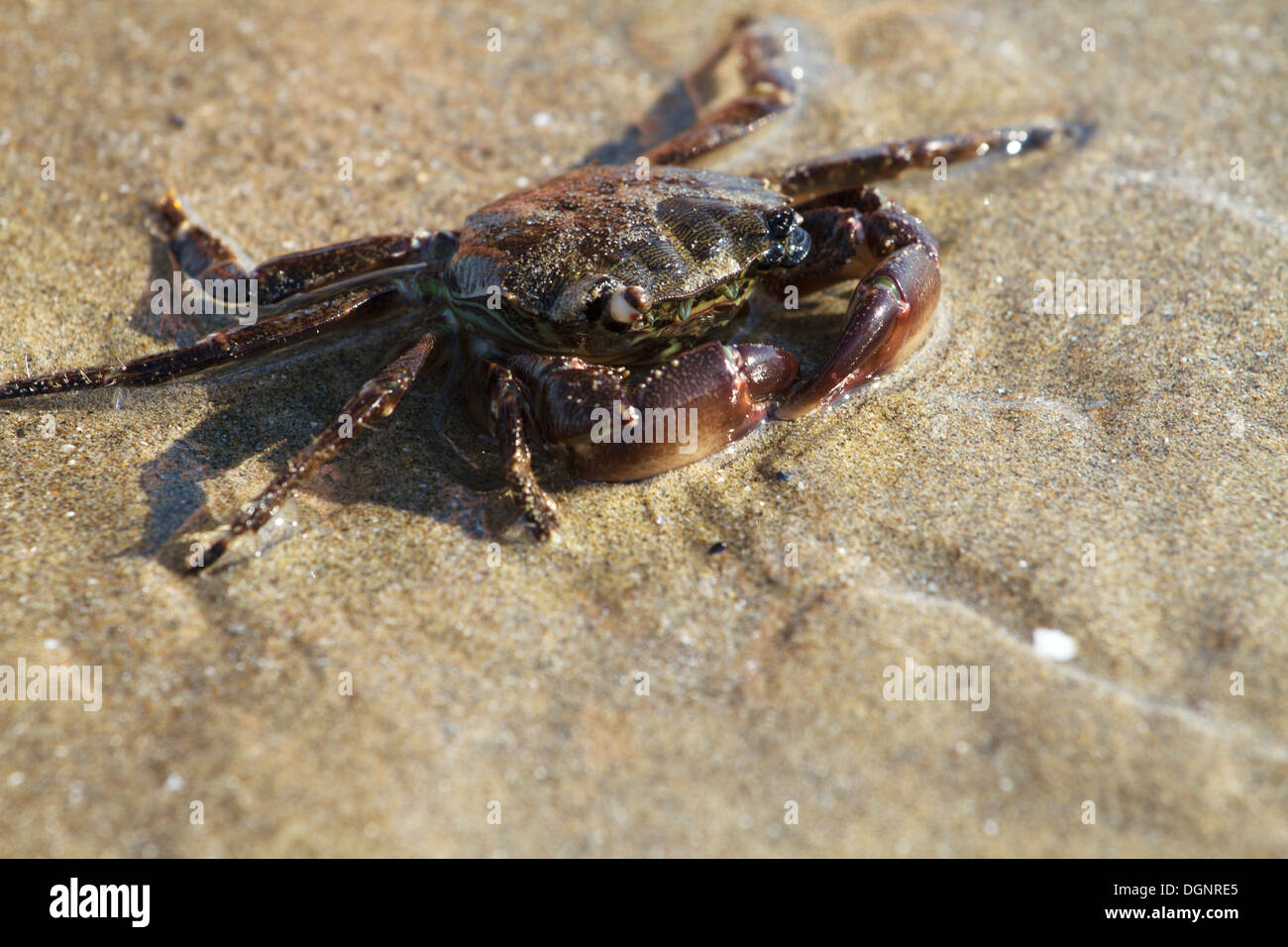 The pacific sand crab hi-res stock photography and images - Alamy