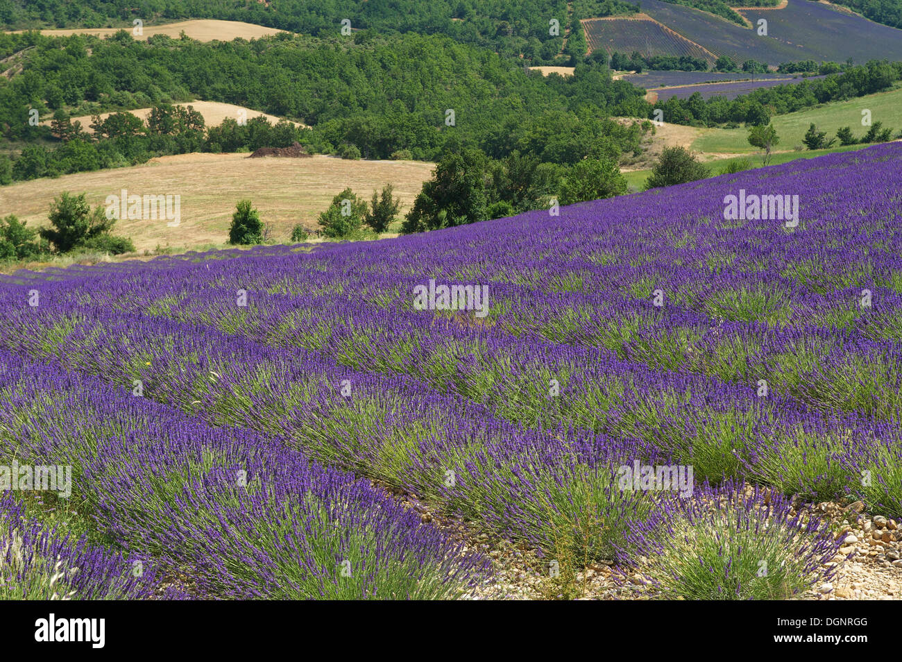 Landscape with lavender fields, Provence, Region Provence-Alpes-Côte d ...