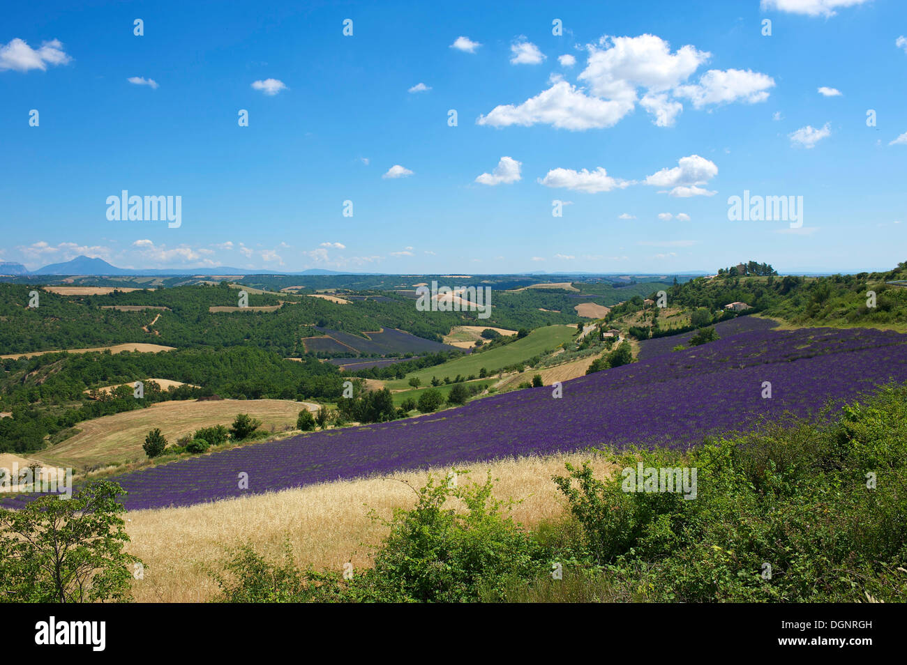 Landscape with lavender fields, Provence, Region Provence-Alpes-Côte d ...