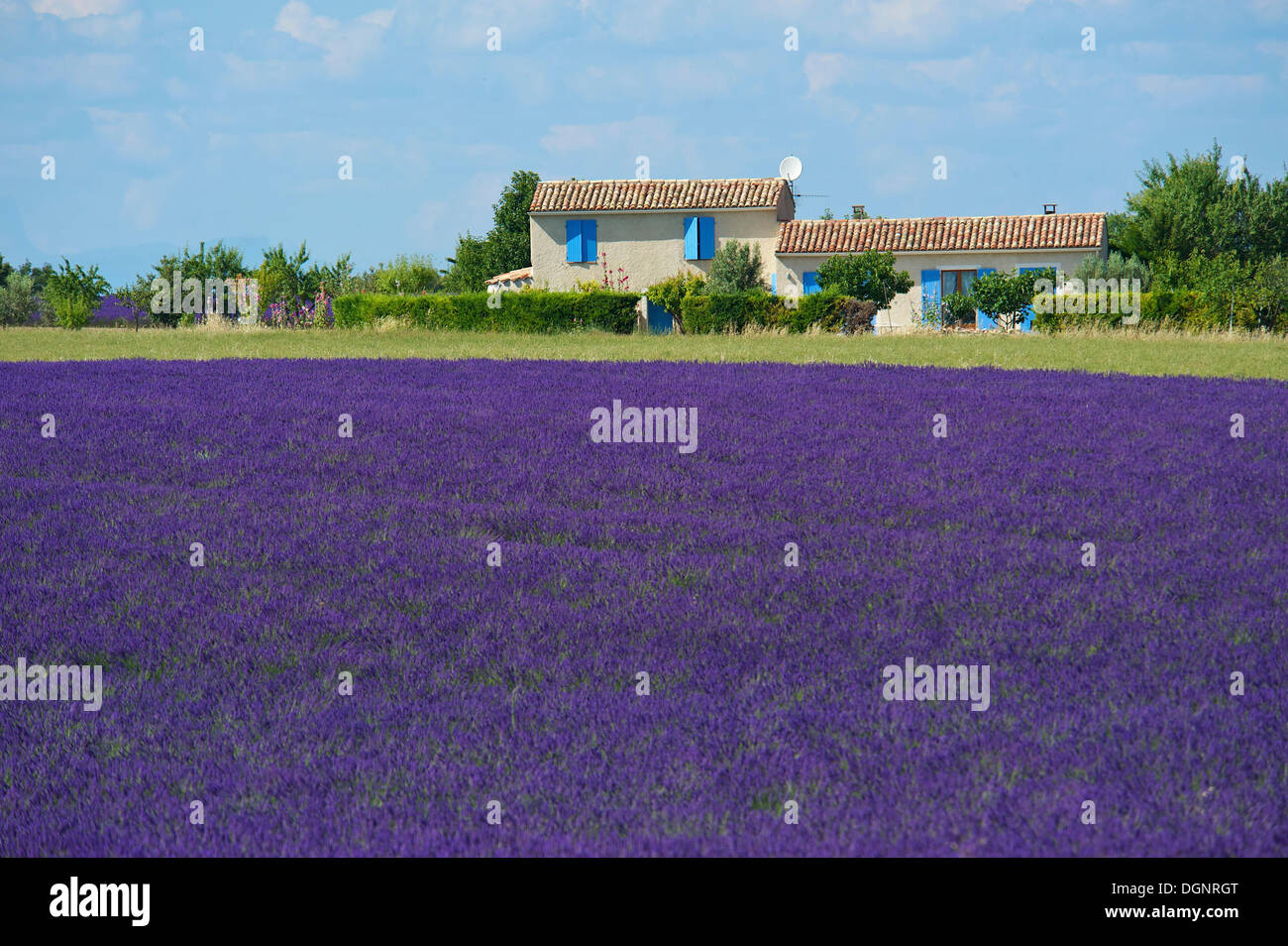 Lavender field, Plateau de Valensole, Valensole, Provence, Region ...