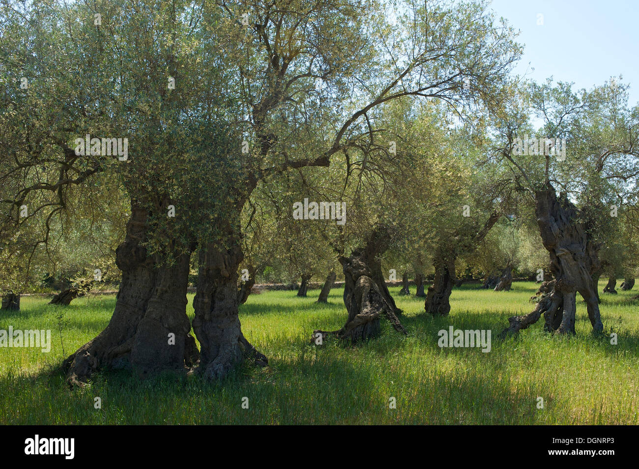 Old Olive trees (Olea europaea), Majorca, Balearic Islands, Spain Stock ...