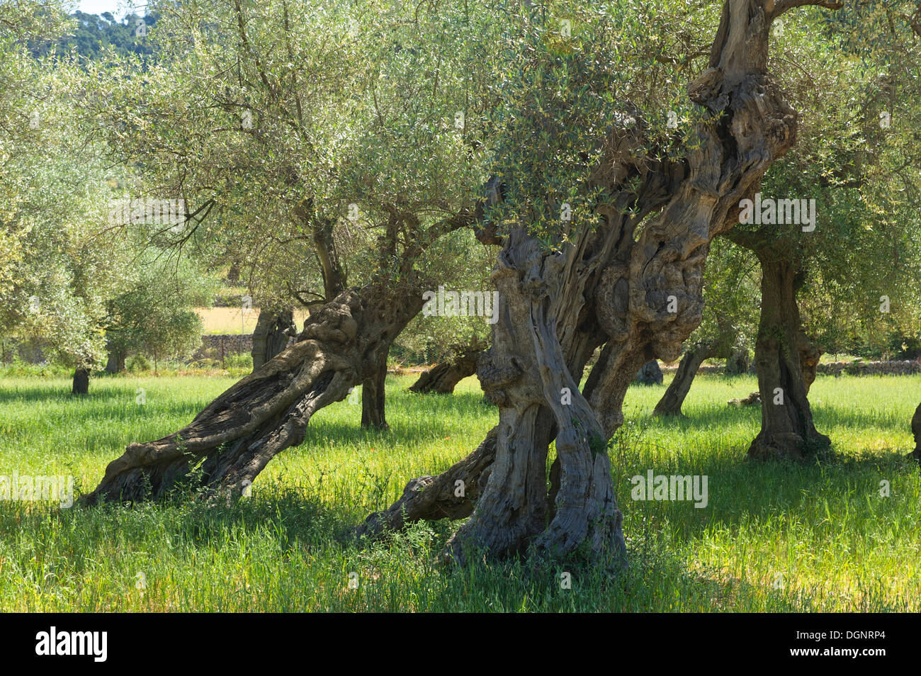 Old Olive trees (Olea europaea), Majorca, Balearic Islands, Spain Stock ...